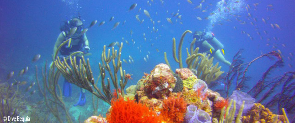 Diving and Snorkelling | Tropical Hideaway Bequia