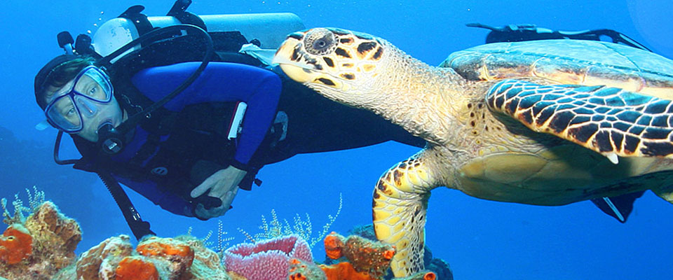 Diving and Snorkelling | Tropical Hideaway Bequia